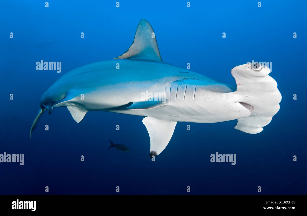 scalloped hammerhead shark, Sphyrna lewini, Cocos Island, Costa Rica ...