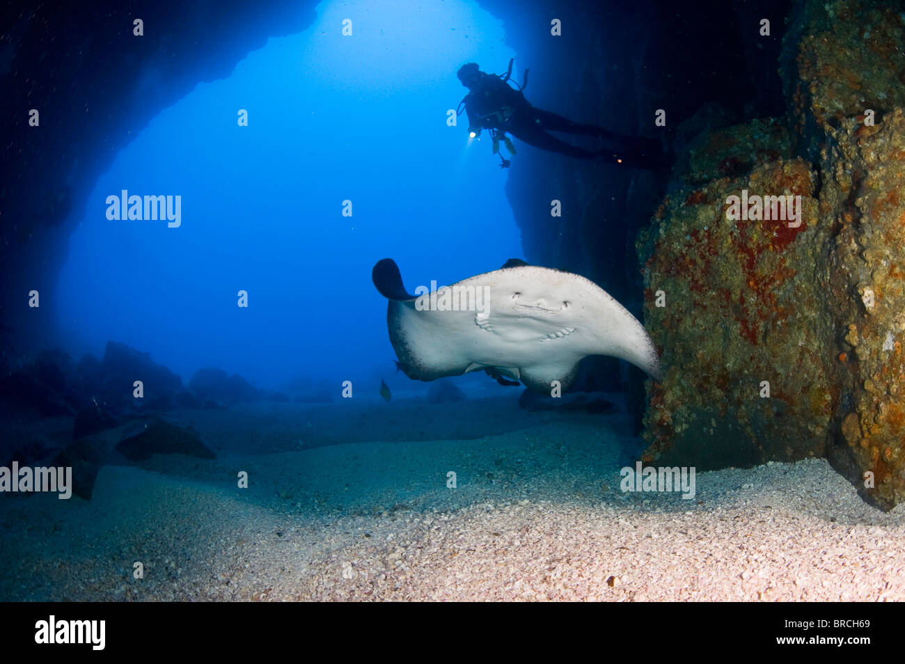 Marble Ray, Taeniura meyeni, Cocos Island, Costa Rica, East Pacific ...