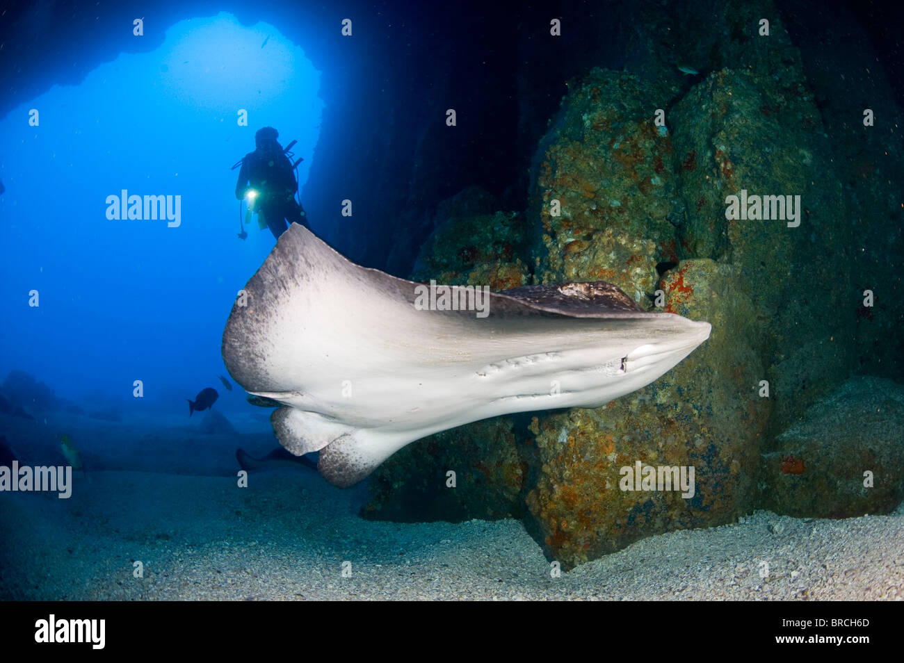 Marble Ray, Taeniura meyeni, Cocos Island, Costa Rica, East Pacific ...