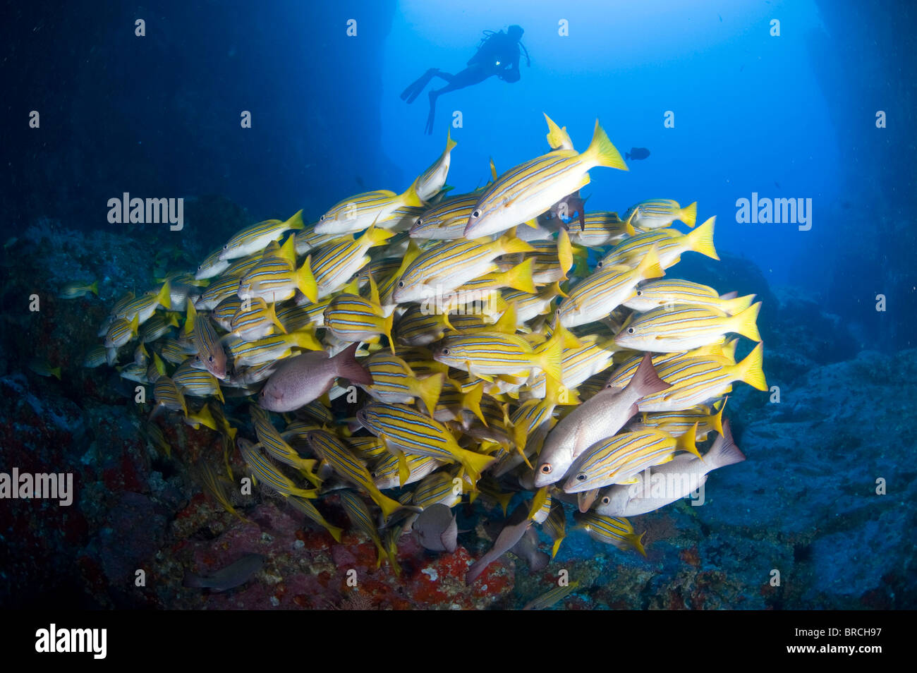 Blue striped snapper, Lutjanus Viridis, Cocos Island, Costa Rica, East ...