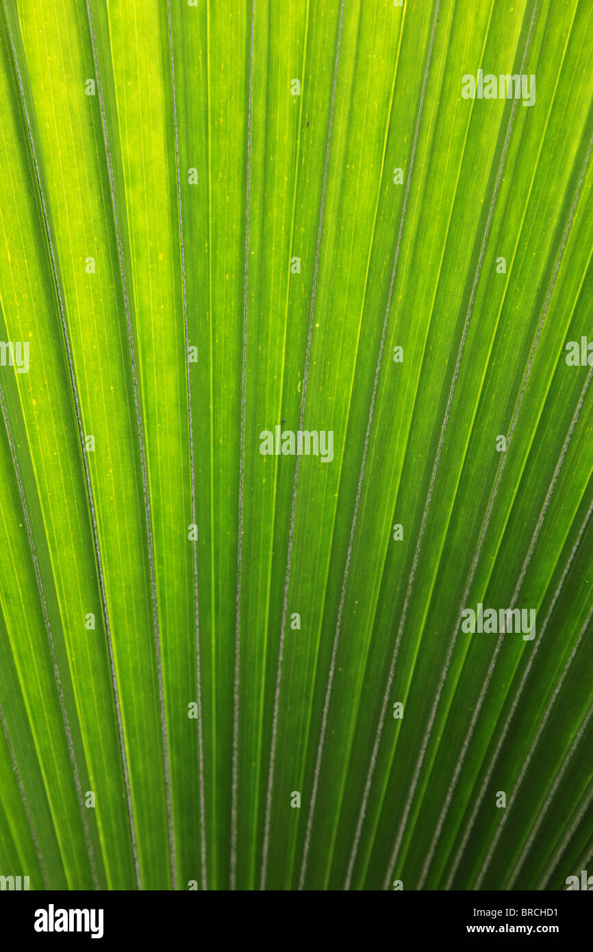 Fine rippled leaf of a plant as full length background texture Stock ...