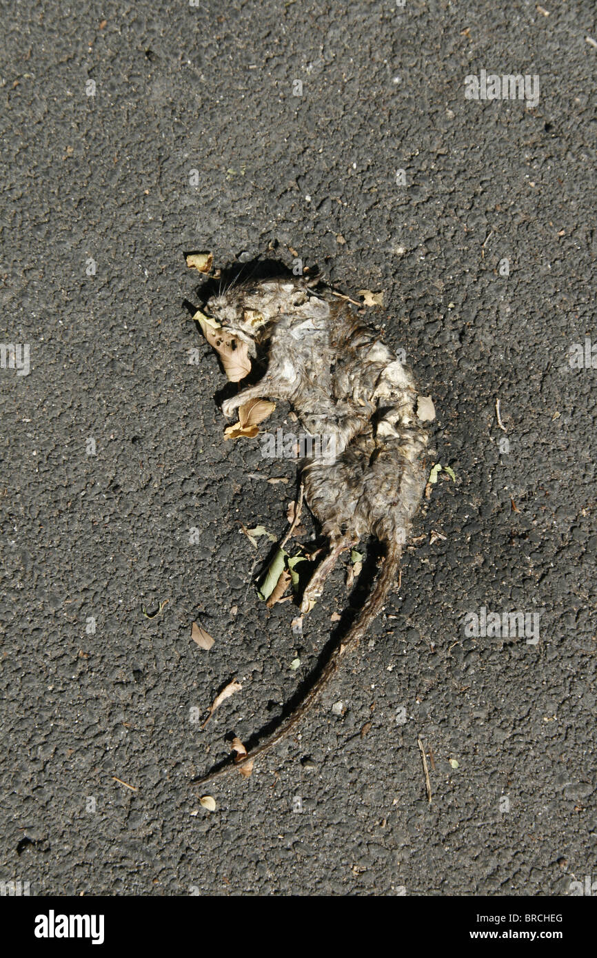 one dead rat on street Stock Photo - Alamy