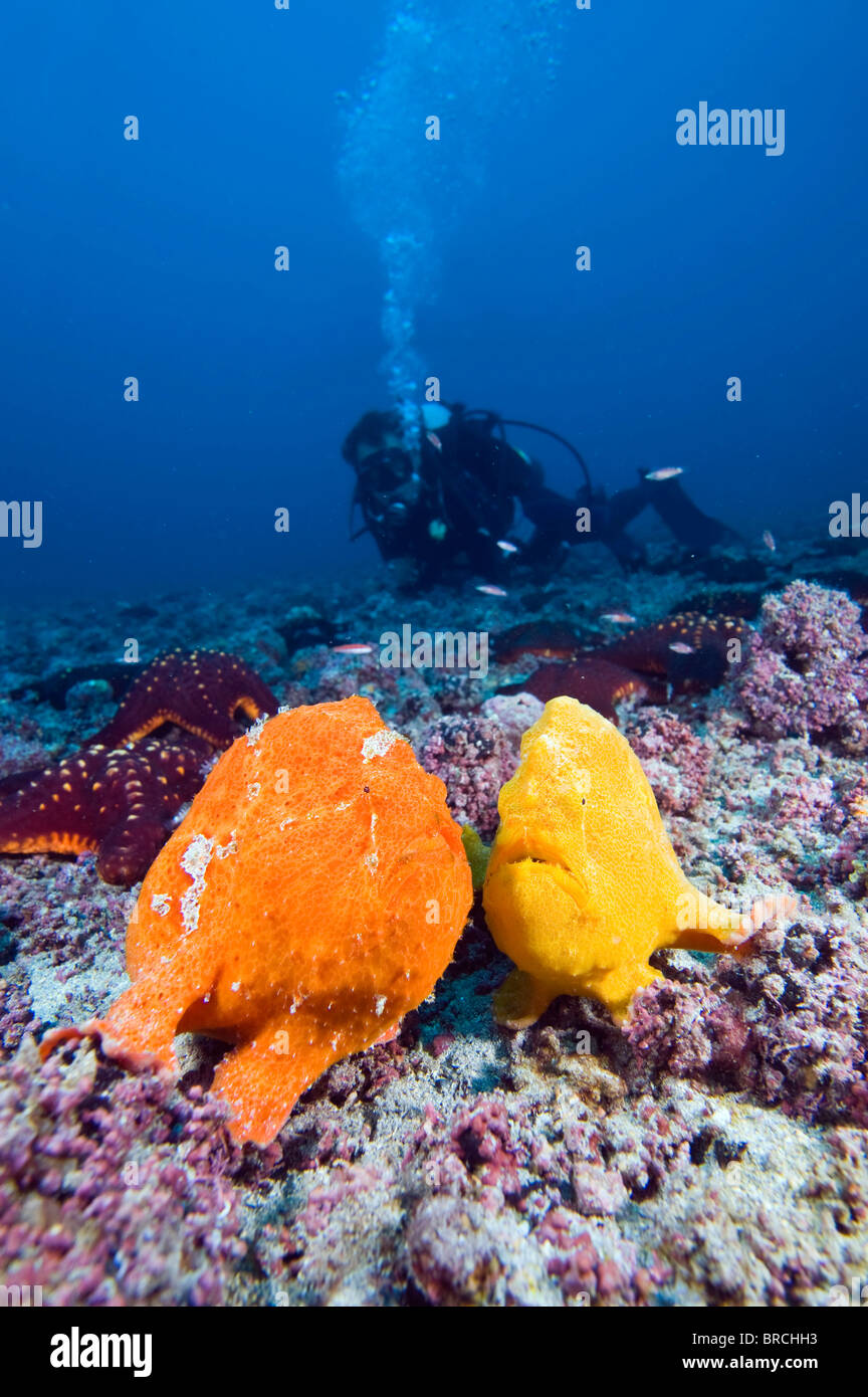 Sanguine frogfish, Antennatus sanguineus, Cocos Island, Costa Rica ...