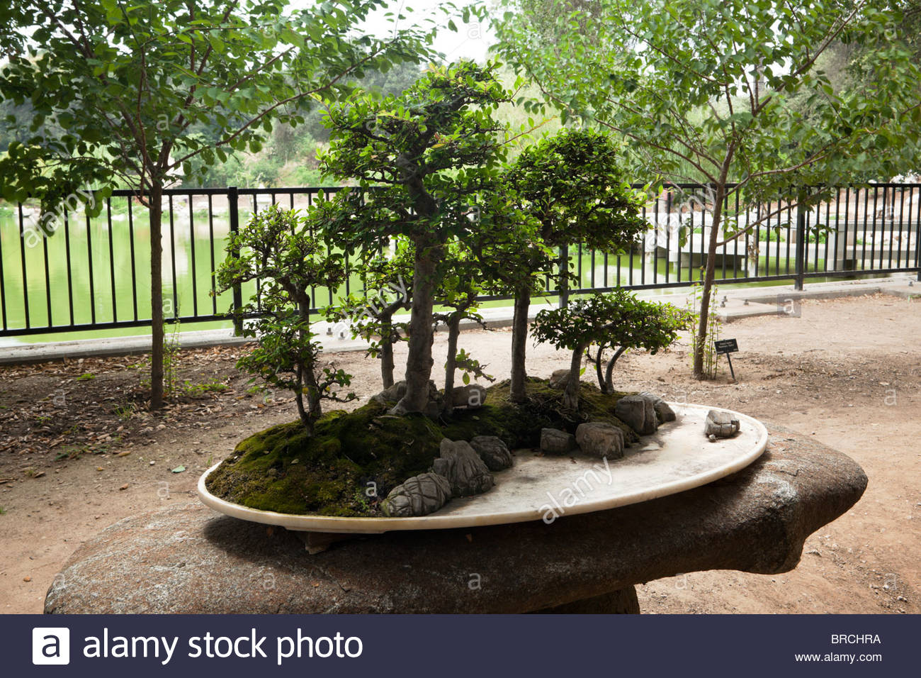 Miniature Garden Plants High Resolution Stock Photography and Images ...