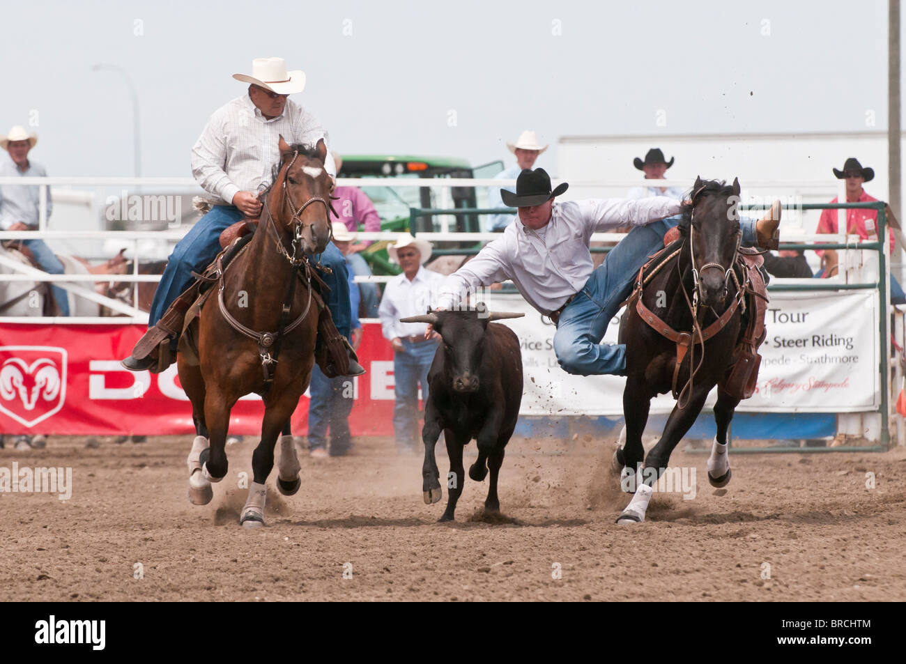 Team steer wrestling, Strathmore Heritage Days, Rodeo, Strathmore ...