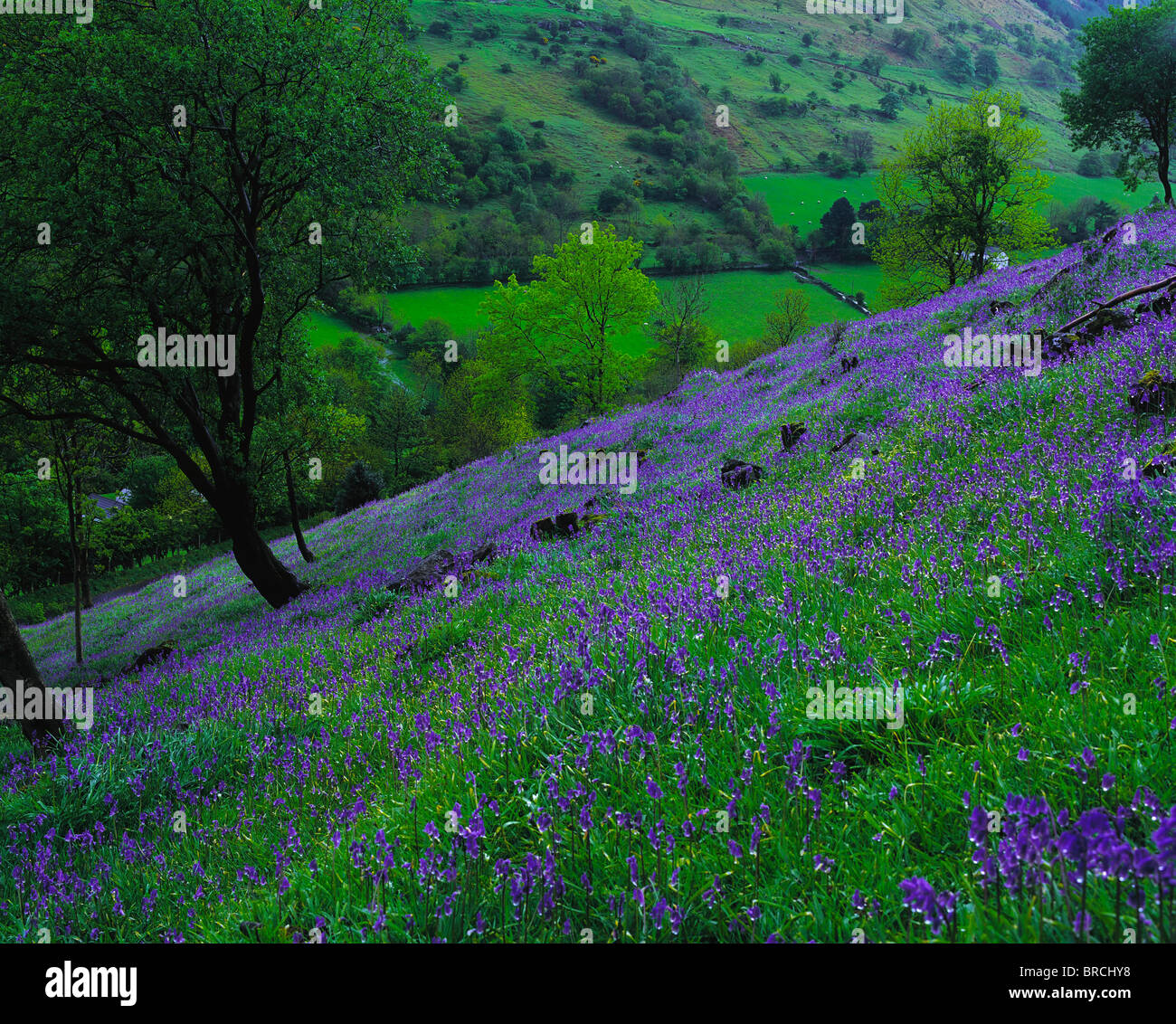 Bluebells, Glenariff, Co Antrim, Ireland; Flowers In A Meadow In ...