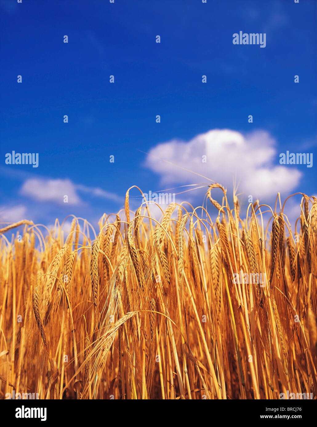 Co Carlow, Ireland; Barley Stock Photo - Alamy