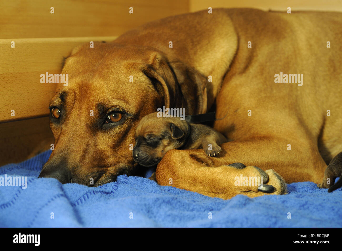 Rhodesian Ridgeback (Canis lupus familiaris). Bitch with puppy in a ...