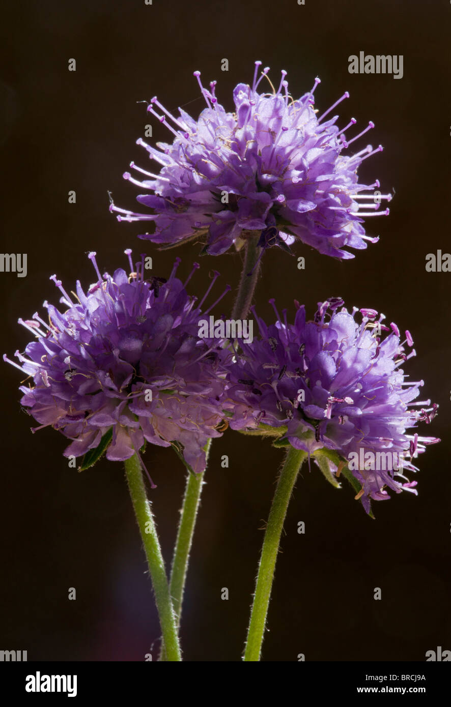 Devil's Bit or Devil's Bit Scabious, Succisa pratensis in flower ...