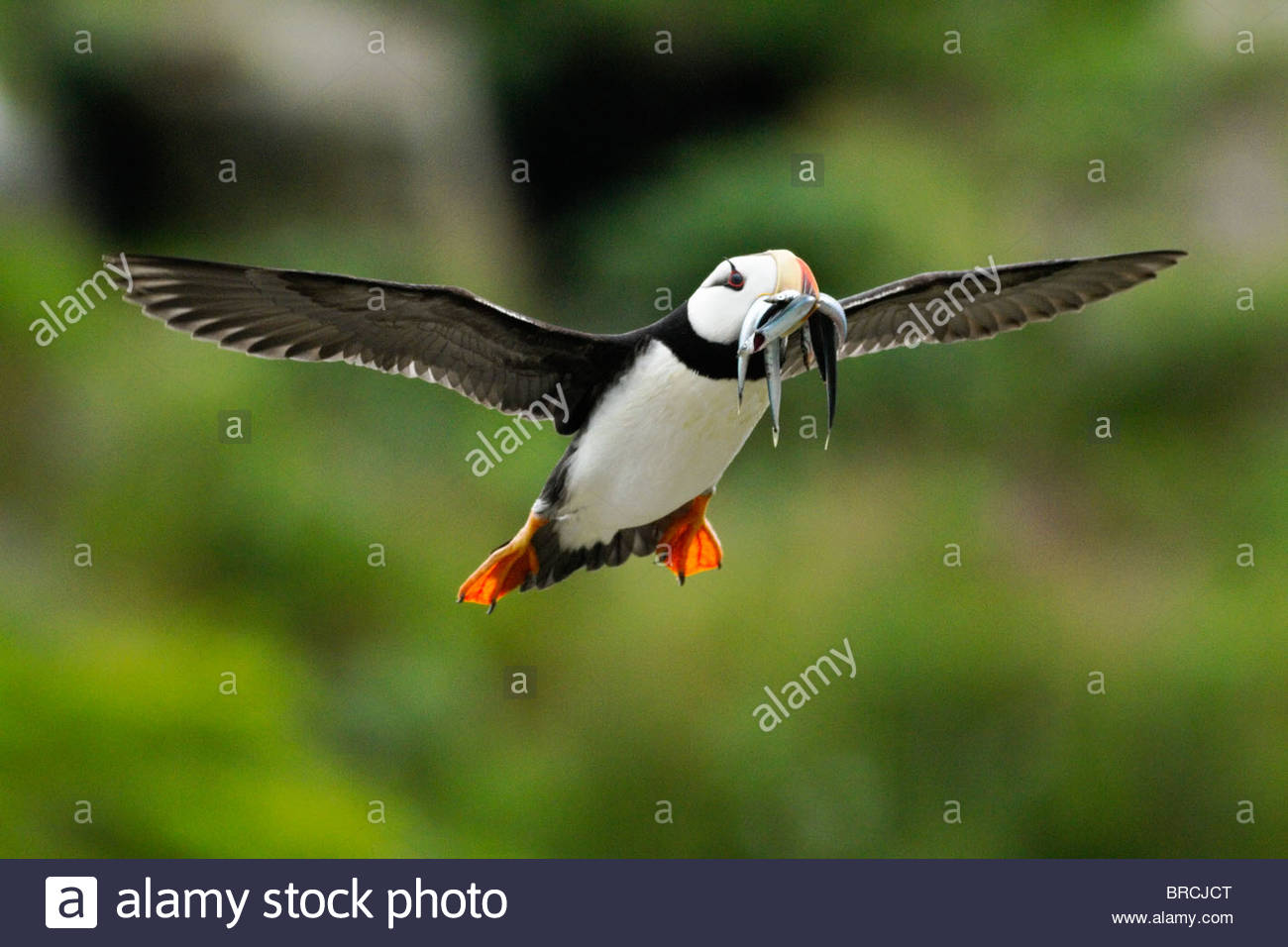 Puffin Lake Clark National Park High Resolution Stock Photography and ...