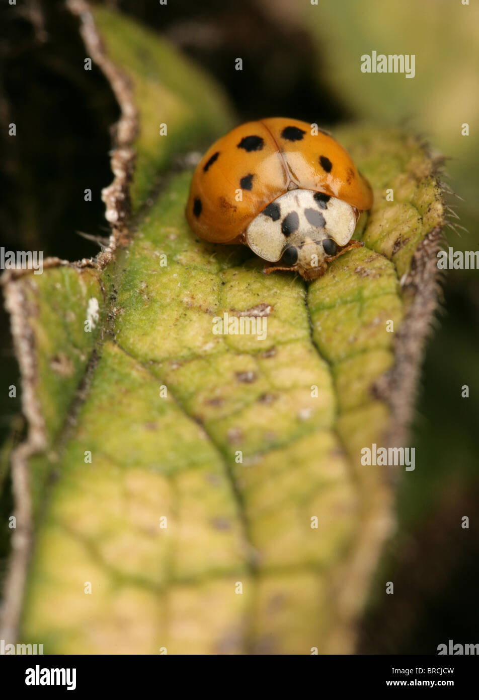 Native ladybird uk hi-res stock photography and images - Alamy