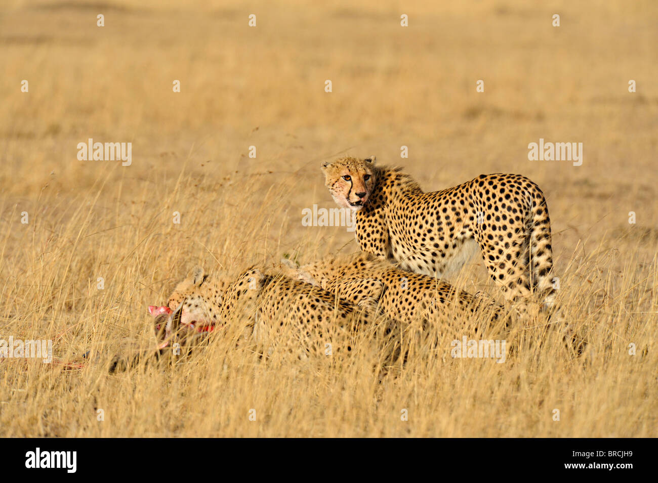Cheetahs killing wildebeest hi-res stock photography and images - Alamy