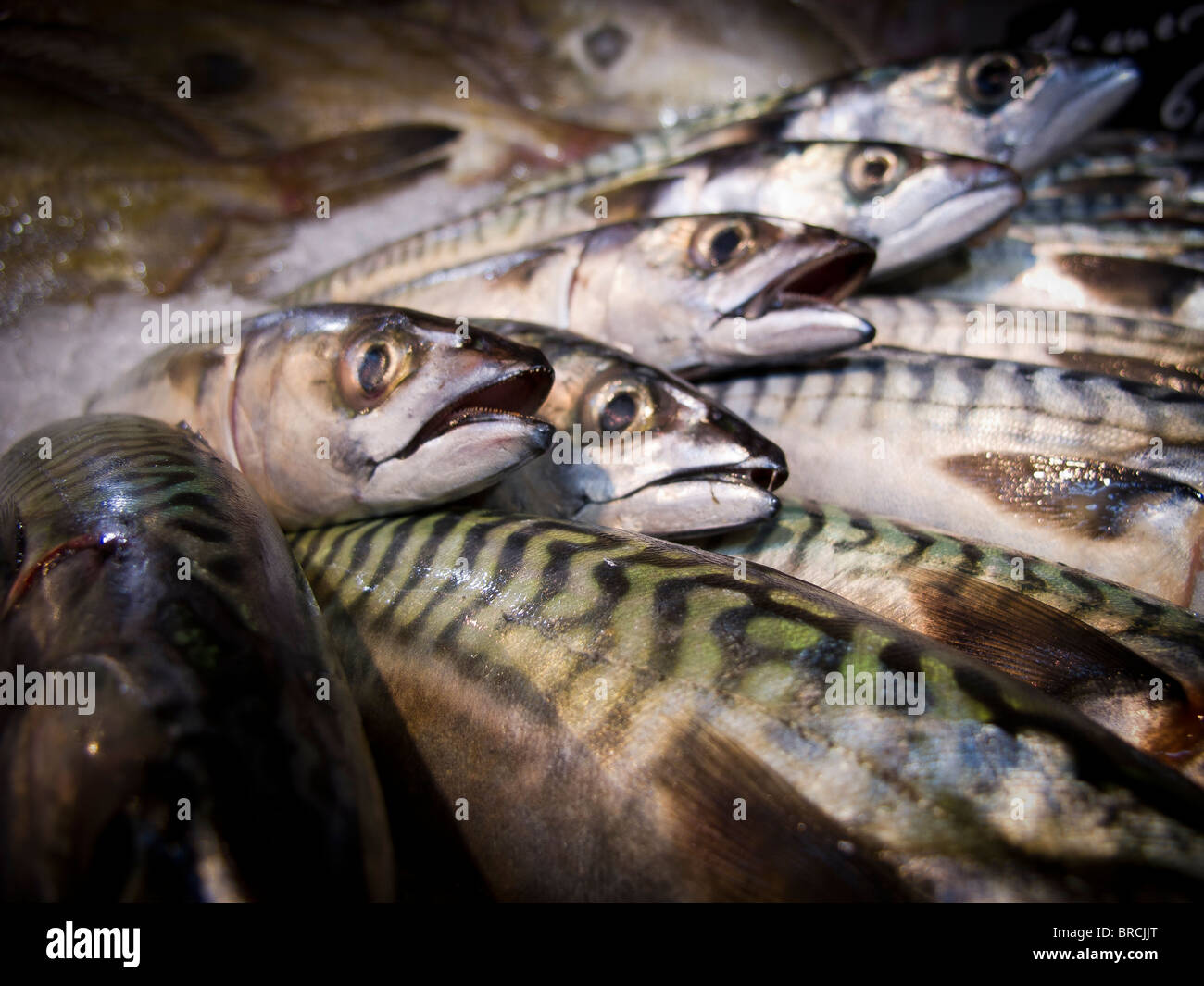 Fish on display at the indoor fresh food market in St Martin de Re on ...