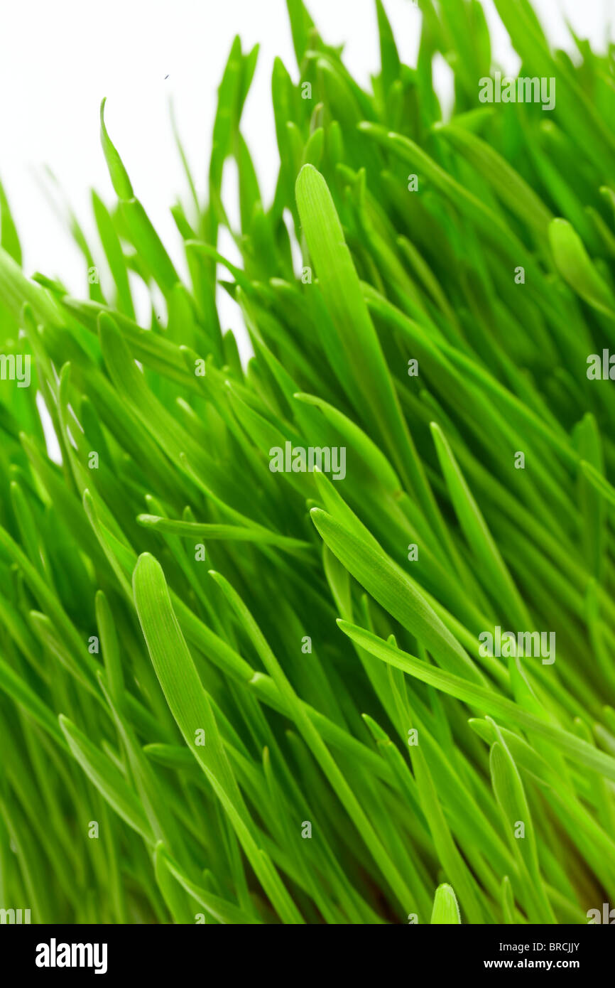 Grass nature nature base hi-res stock photography and images - Alamy