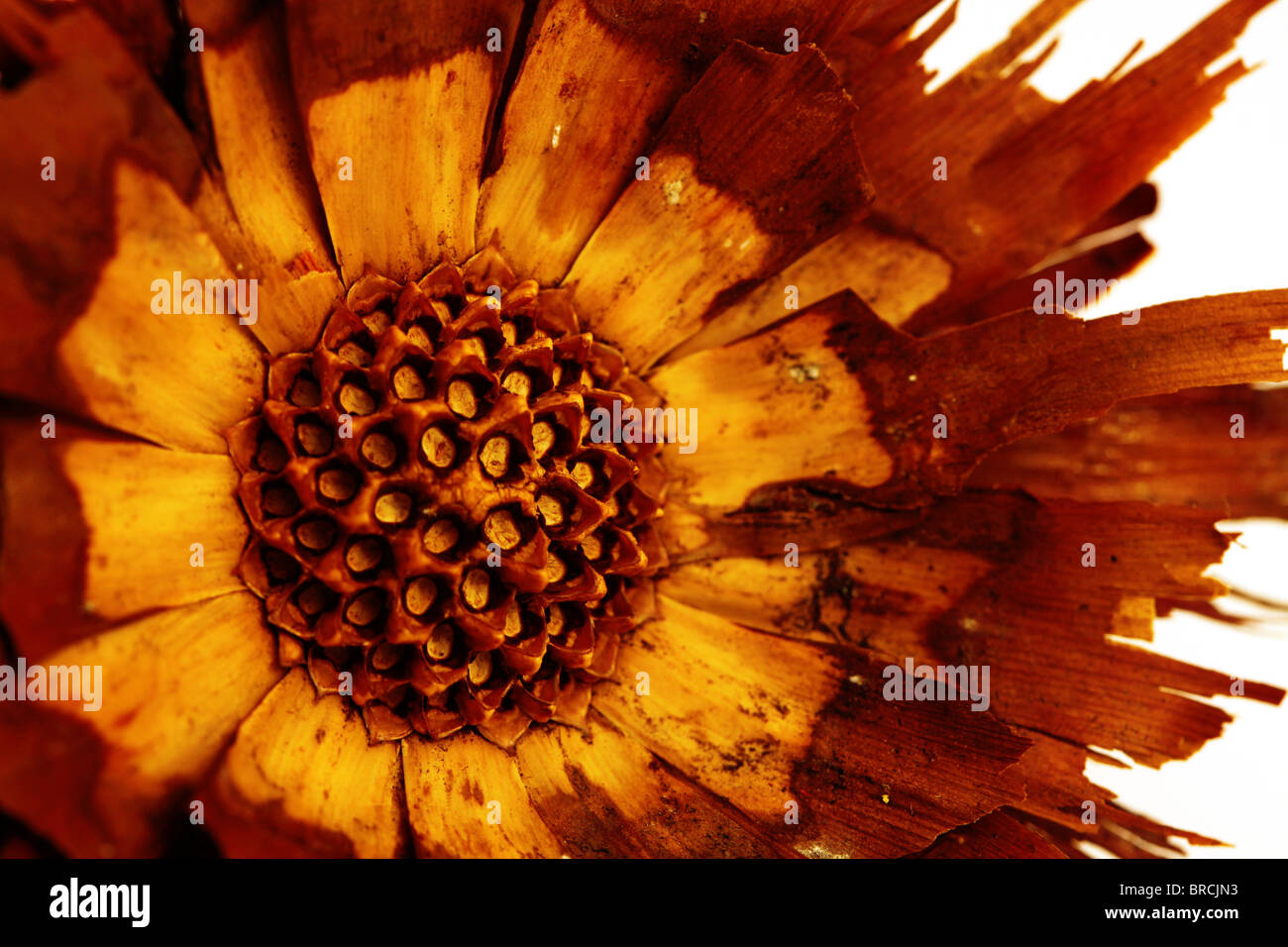 Earthy flower hi-res stock photography and images - Alamy