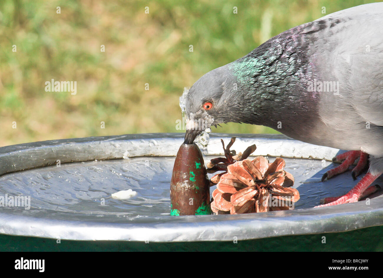 Thirsty dove drinking water from a fountain Stock Photo - Alamy