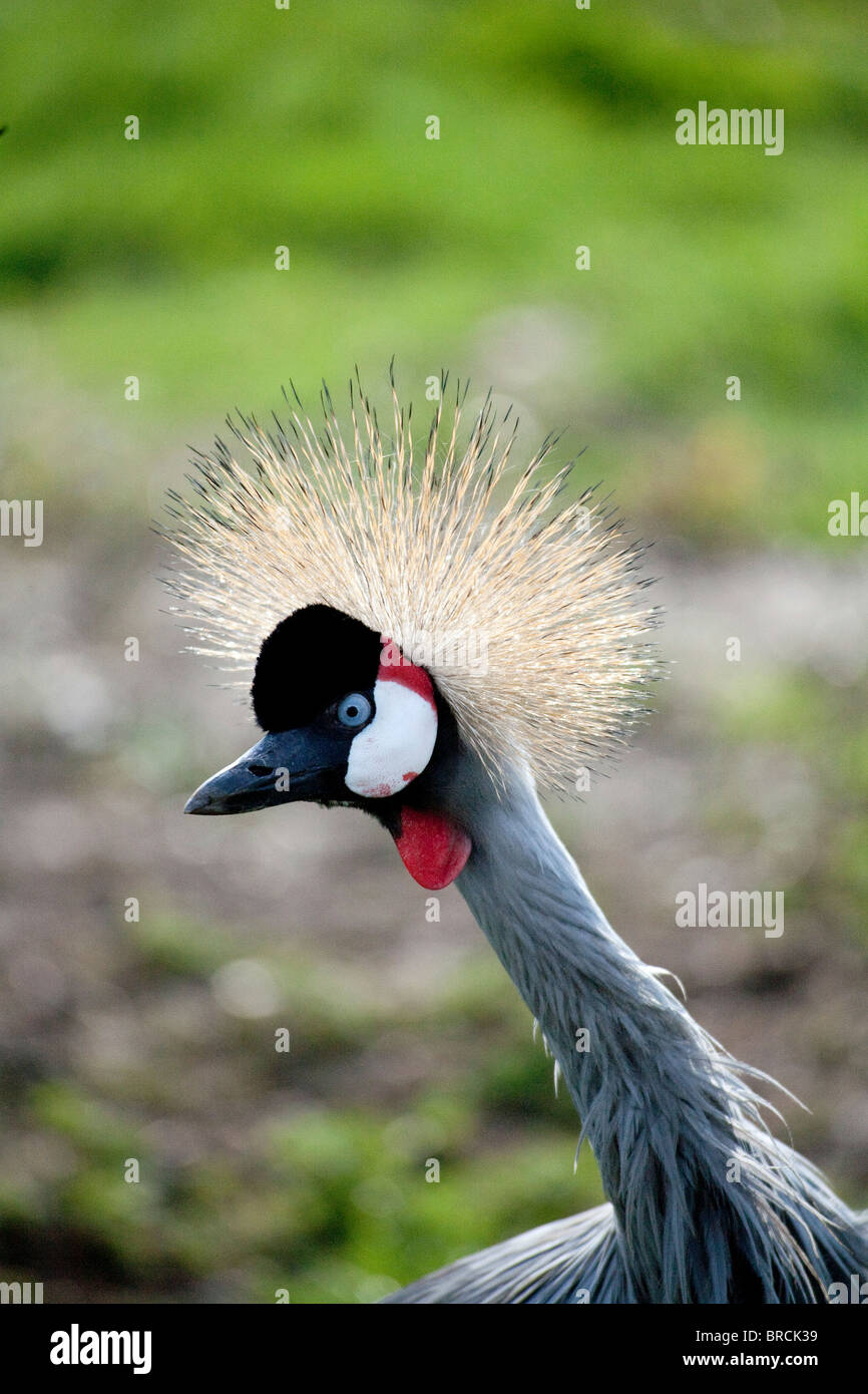 Looking startled hi-res stock photography and images - Alamy