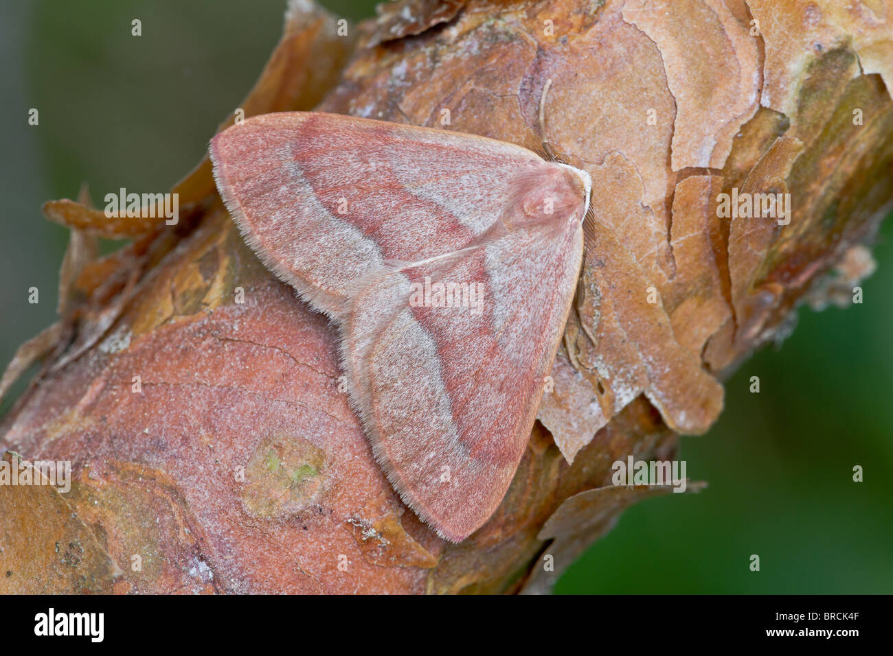 Red moth hi-res stock photography and images - Alamy