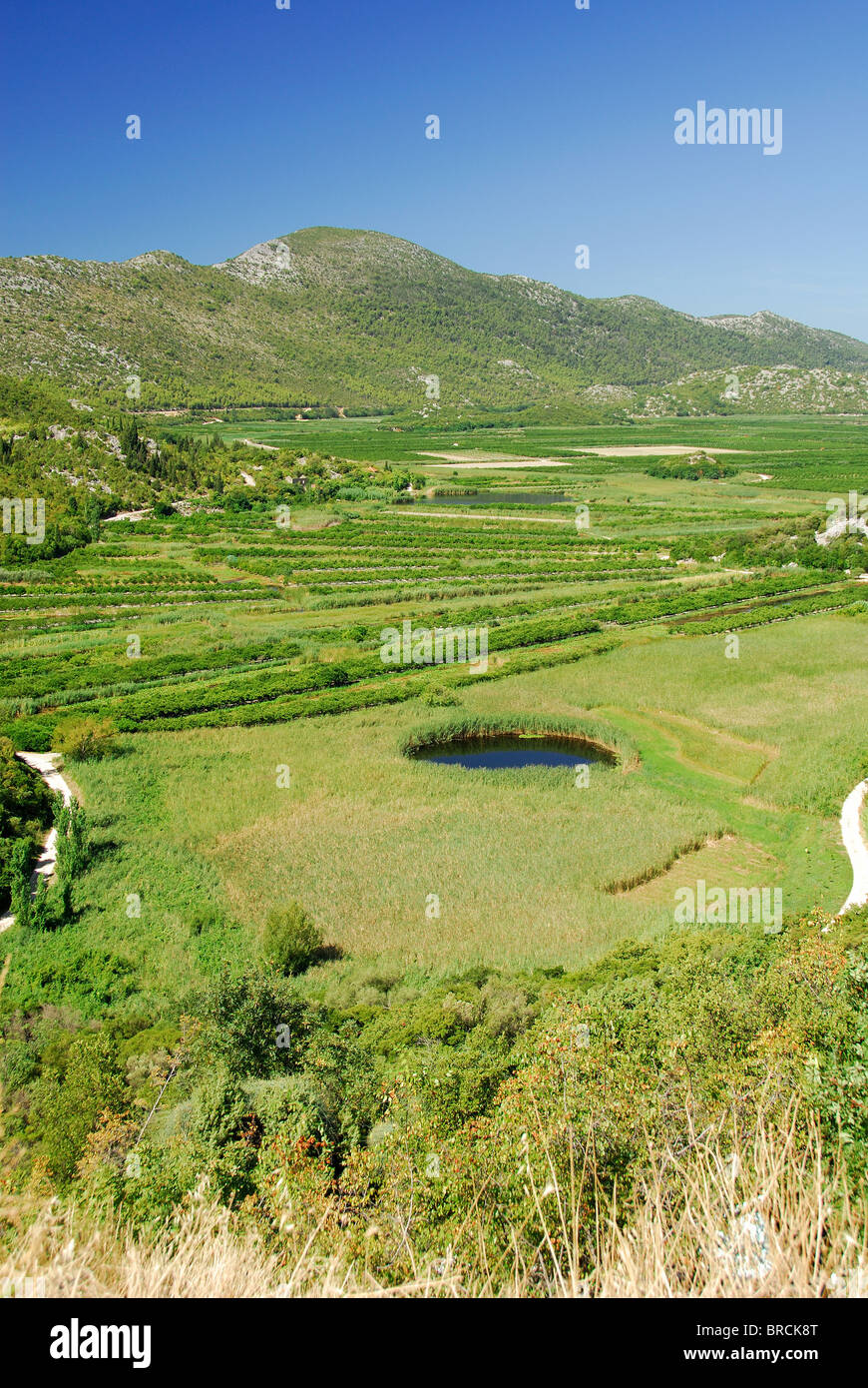 DALMATIAN COAST, CROATIA. The fertile Neretva Delta near Ploce in ...