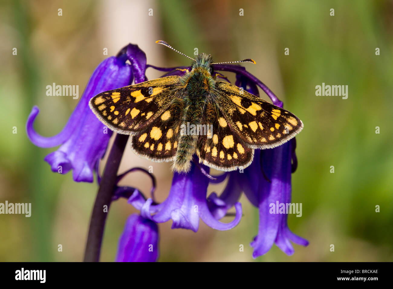 Chequered Skipper, Carterocephalus palaemon, on Bluebell Hyacinthoides ...