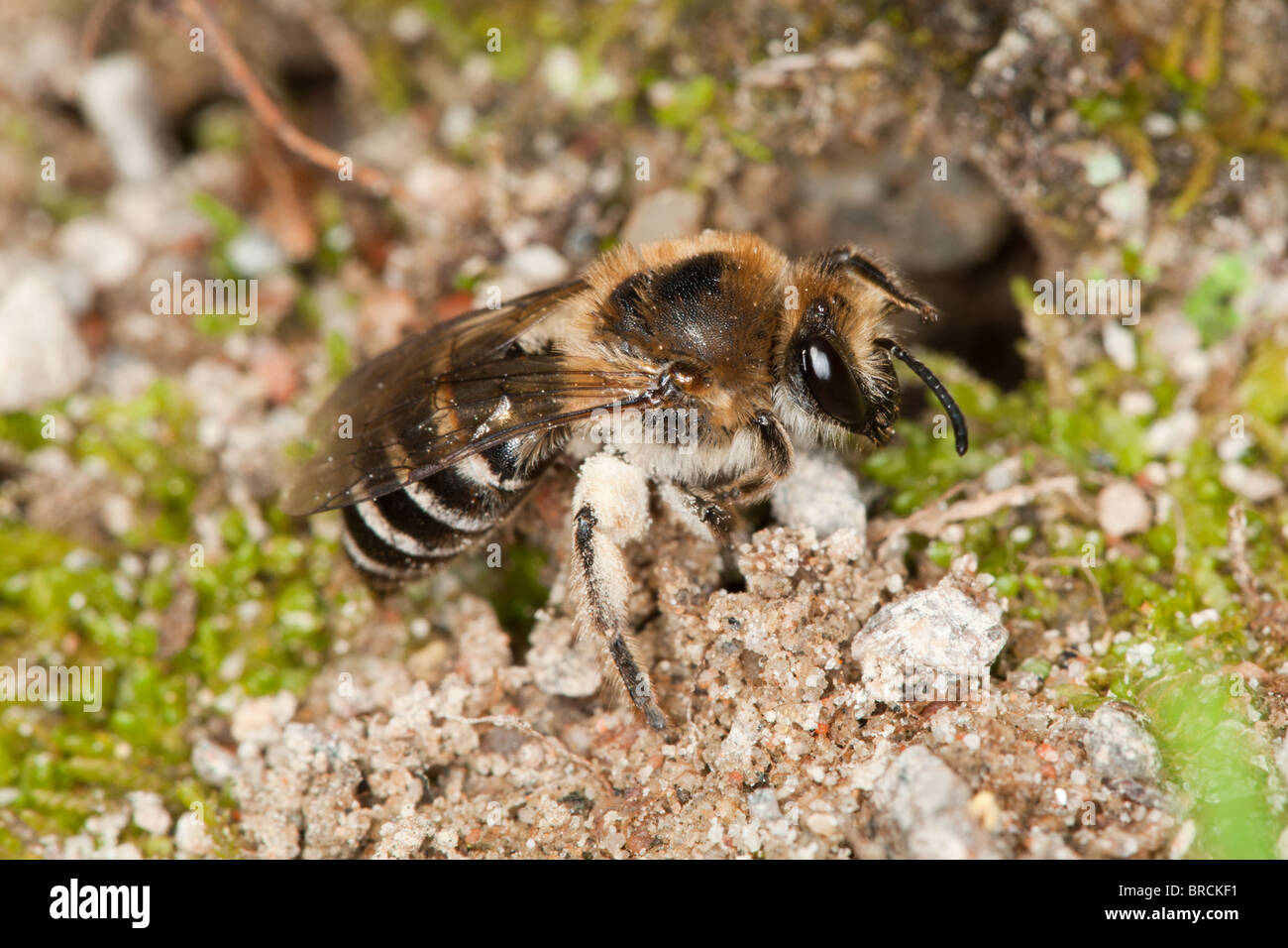 Solitary mining bee, Colletes succinctus Stock Photo - Alamy