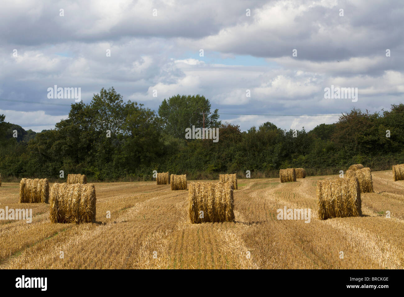 crops growing in a field Stock Photo - Alamy