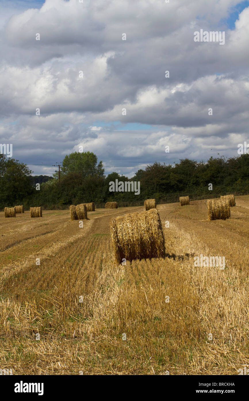 crops growing in a field Stock Photo - Alamy