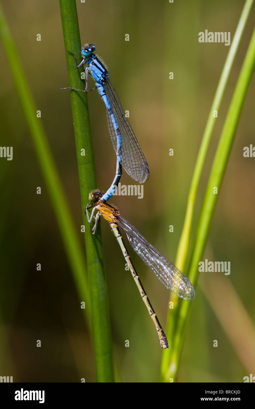 Common Blue Damselfly, Enallagma cyathigerum, male and female paired ...