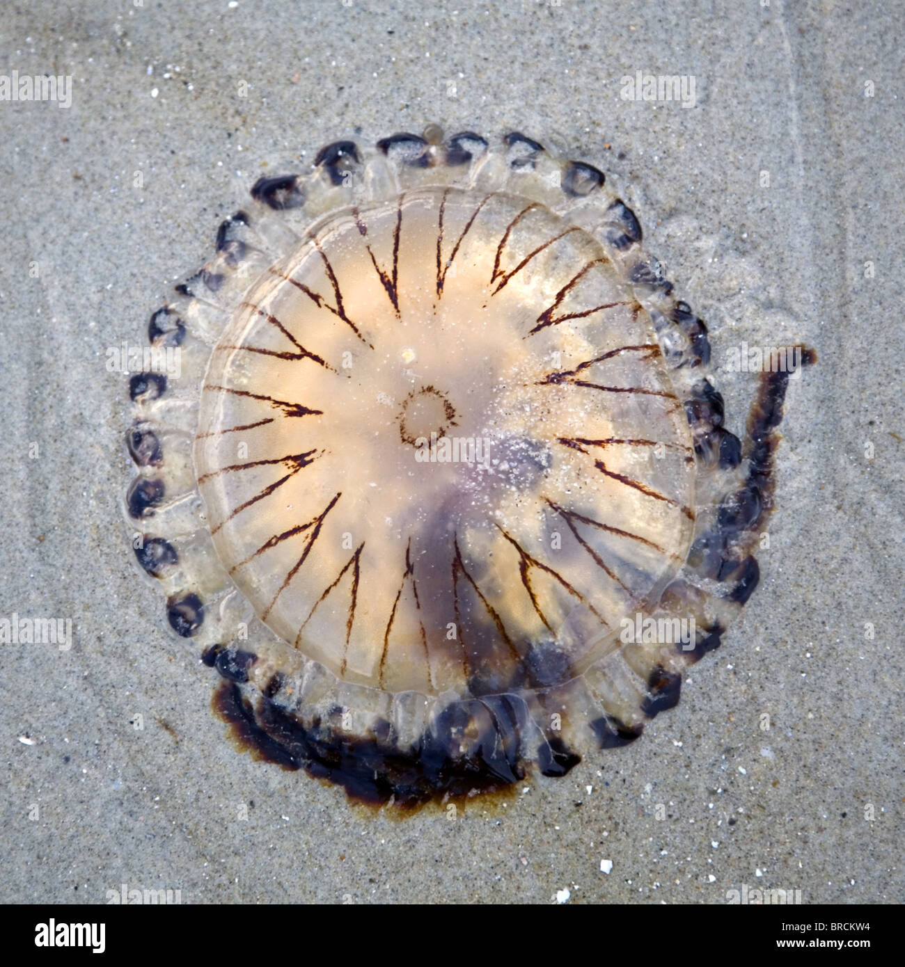 Compass jellyfish hi-res stock photography and images - Alamy