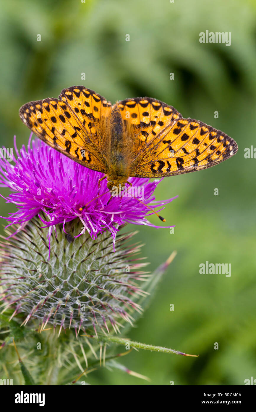 Aglaja hi-res stock photography and images - Alamy