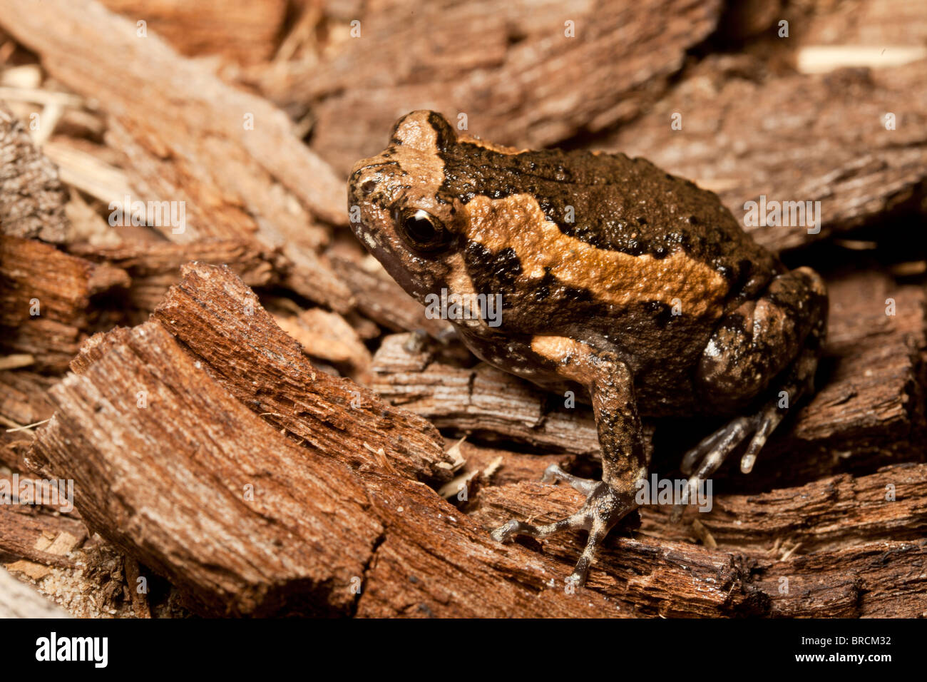 Asian bullfrog, Kaloula pulchra, Tuaran, Sabah, Borneo Stock Photo - Alamy