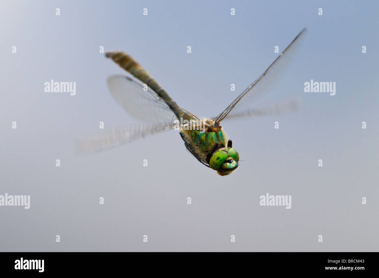 Downy Emerald Dragonfly, Cordulia aenea Stock Photo - Alamy