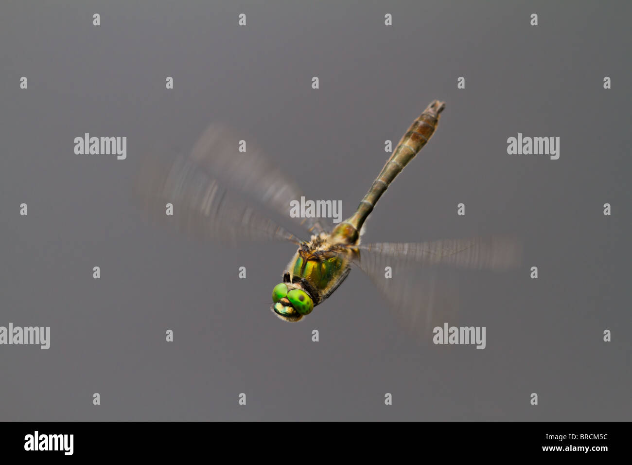 Downy Emerald Dragonfly, Cordulia aenea Stock Photo - Alamy