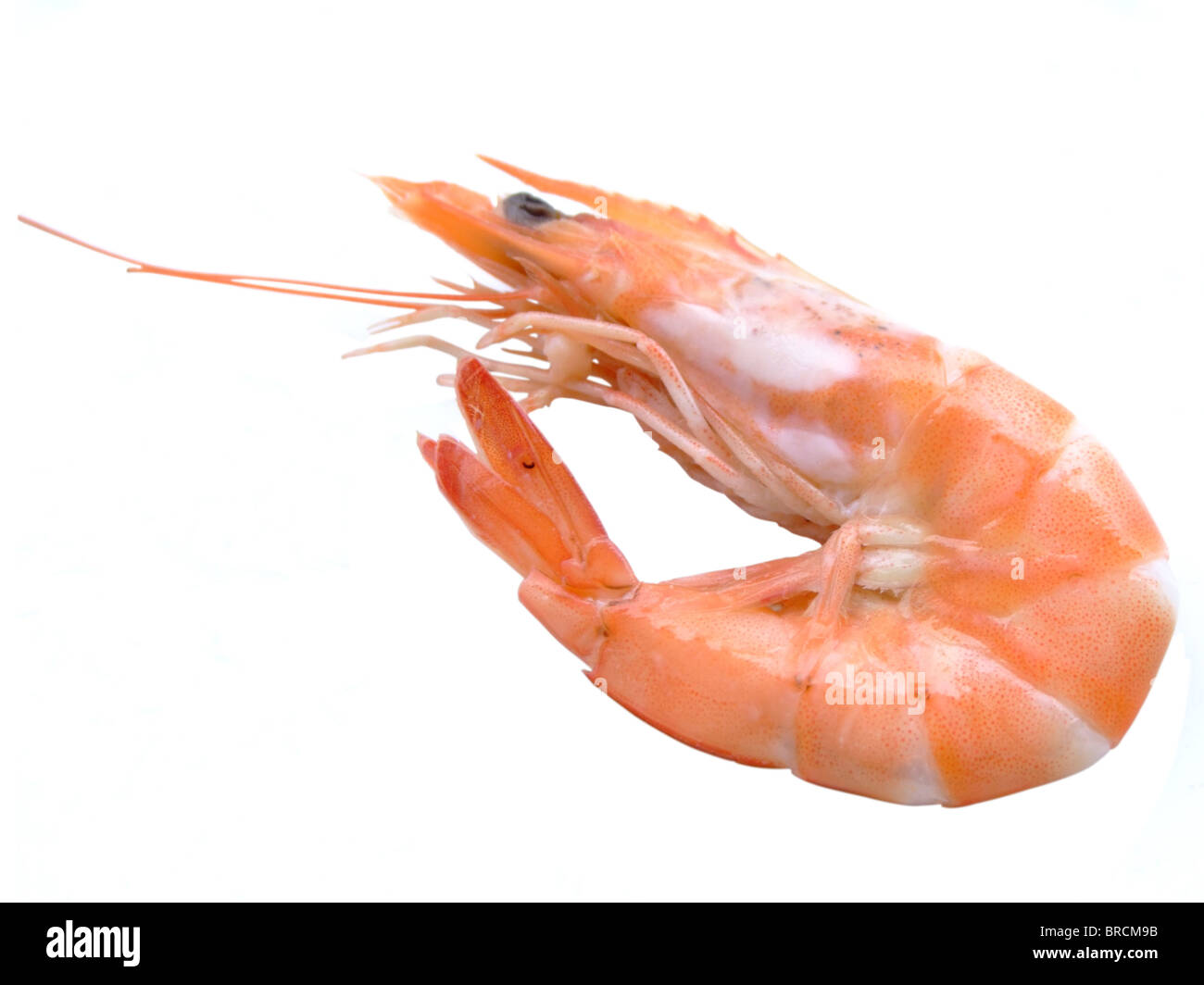 Single shrimp over white background Stock Photo - Alamy