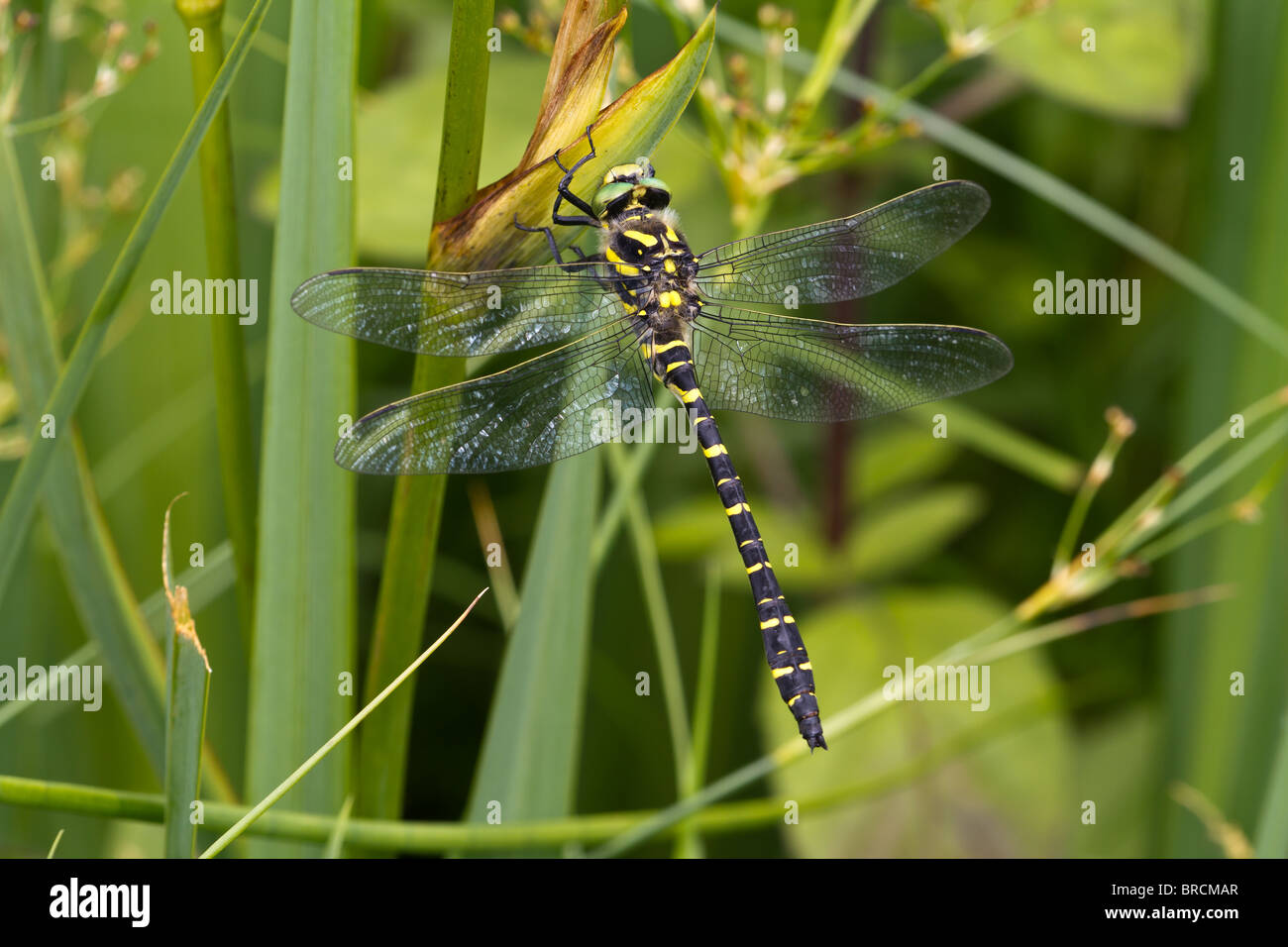 Golden-ringed Dragonfly, Cordulegaster boltonii Stock Photo - Alamy