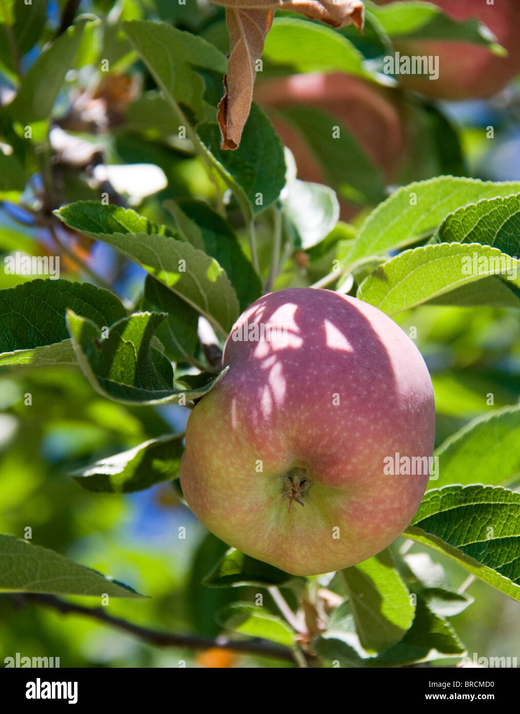 Ripe Apple on the Tree Stock Photo - Alamy