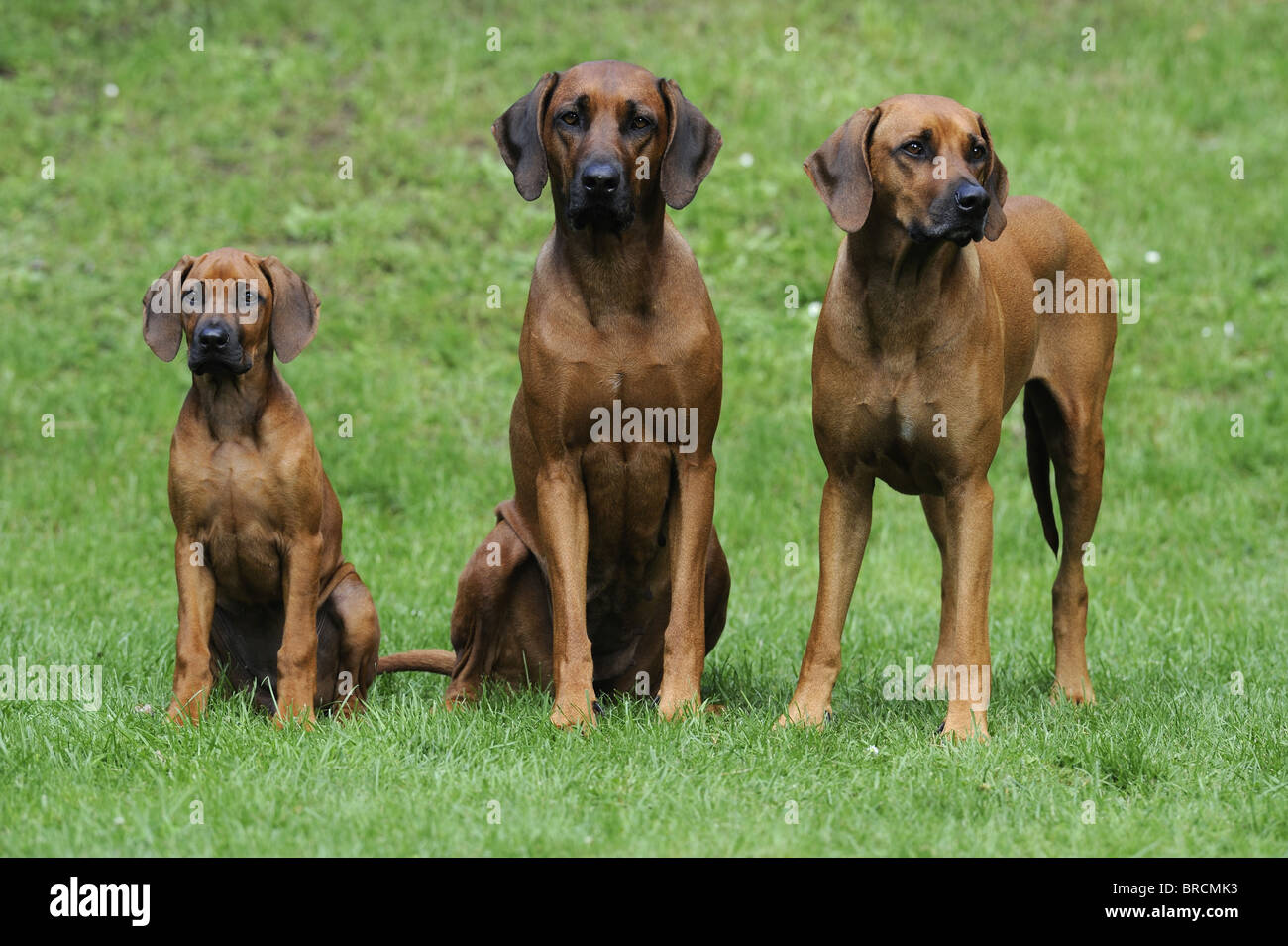 Rhodesian Ridgeback (Canis lupus familiaris). Family on grass Stock ...