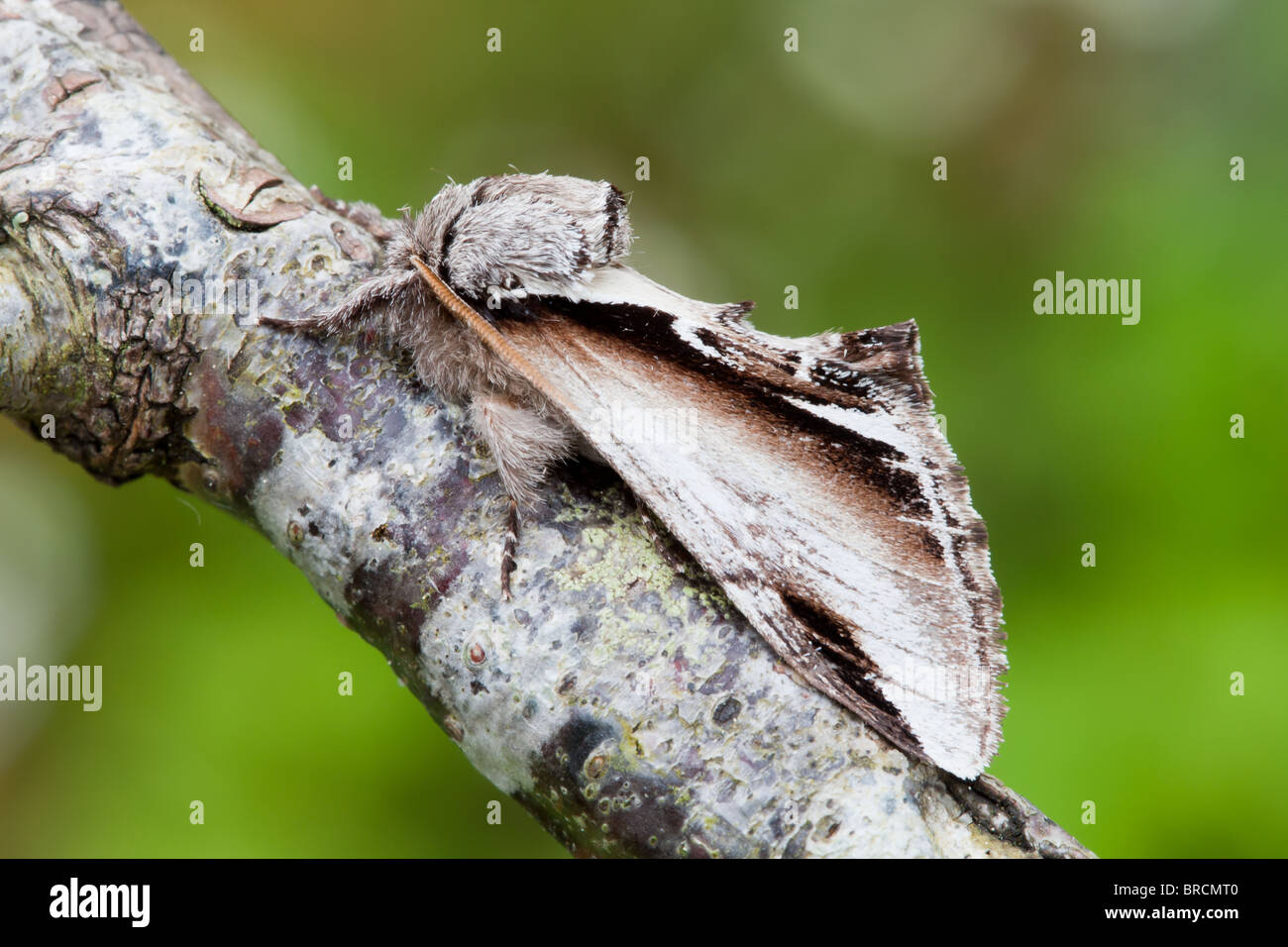 Prominent moth hi-res stock photography and images - Alamy