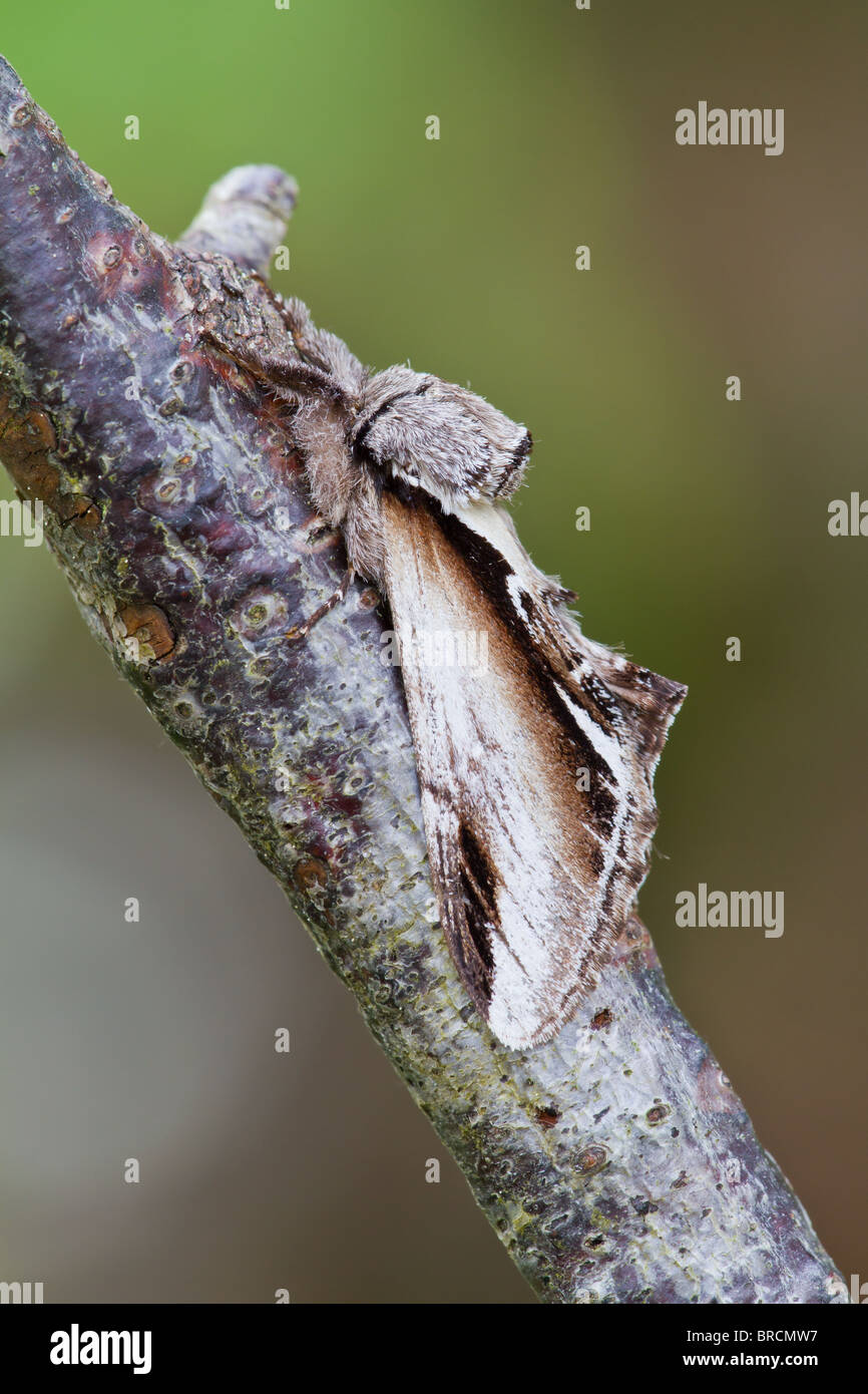 Prominent moth hi-res stock photography and images - Alamy