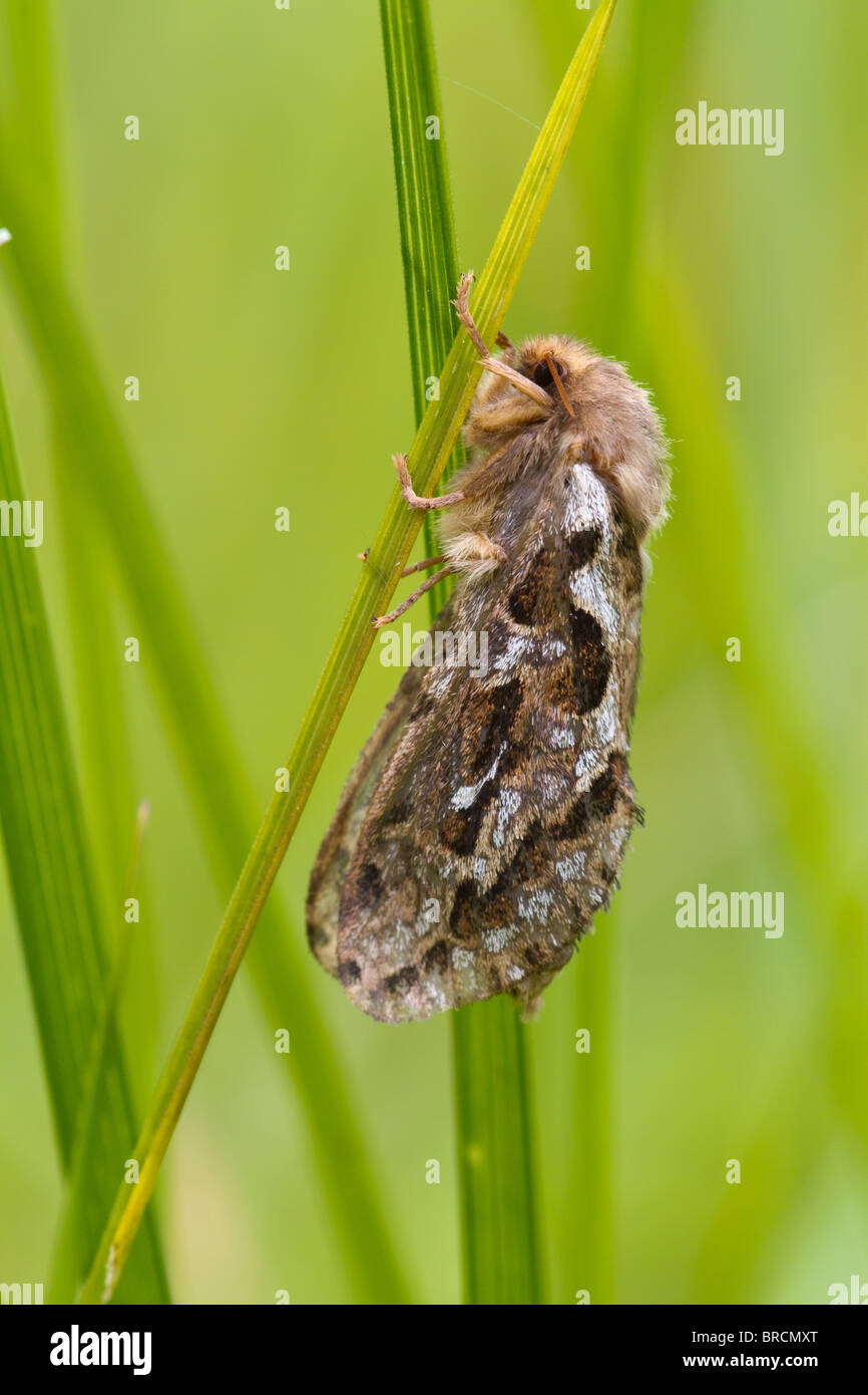 Map-winged Swift , Hepialus fusconebulosa Stock Photo - Alamy