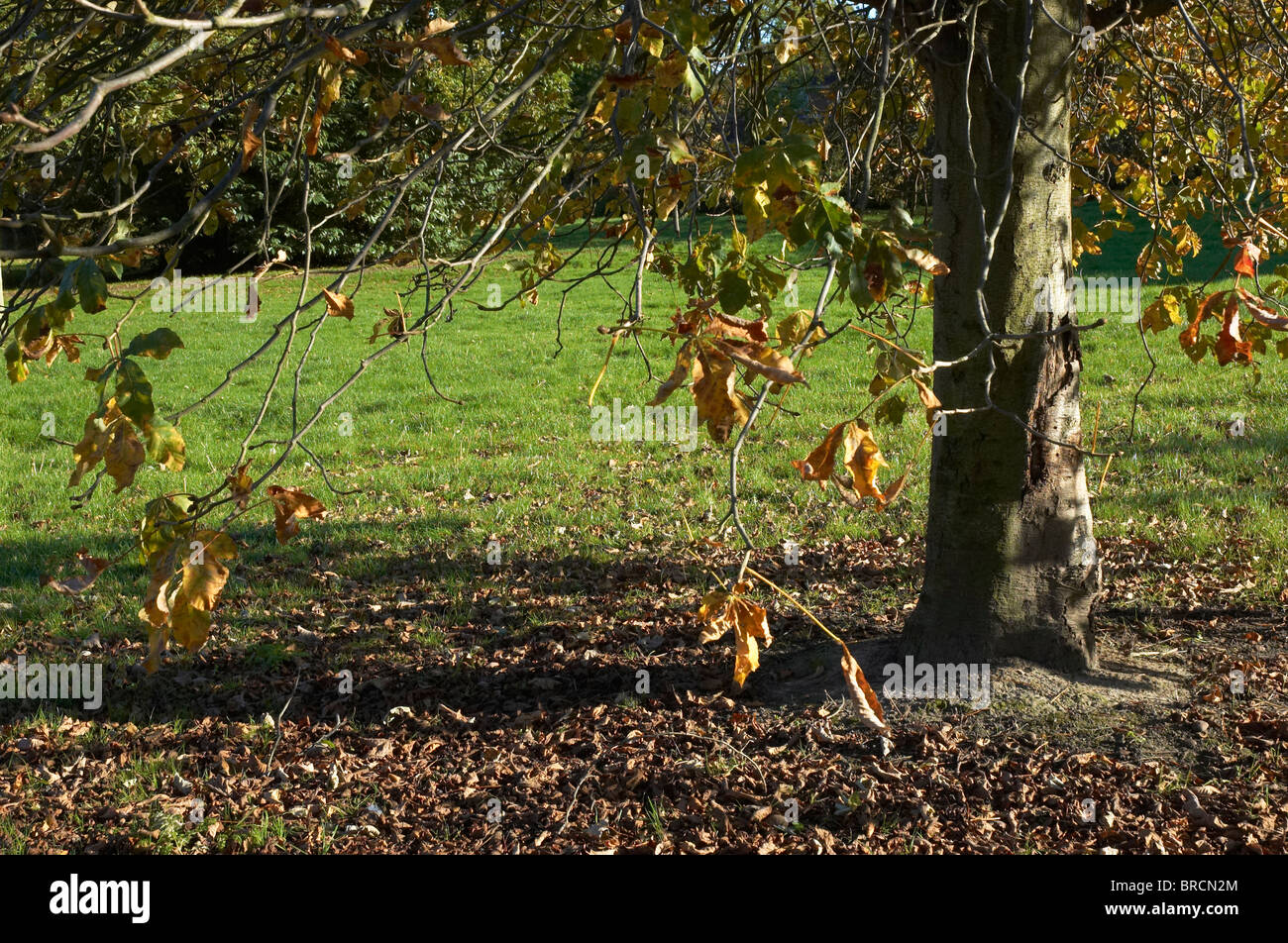 trees in autumn with leaves on the ground Stock Photo - Alamy