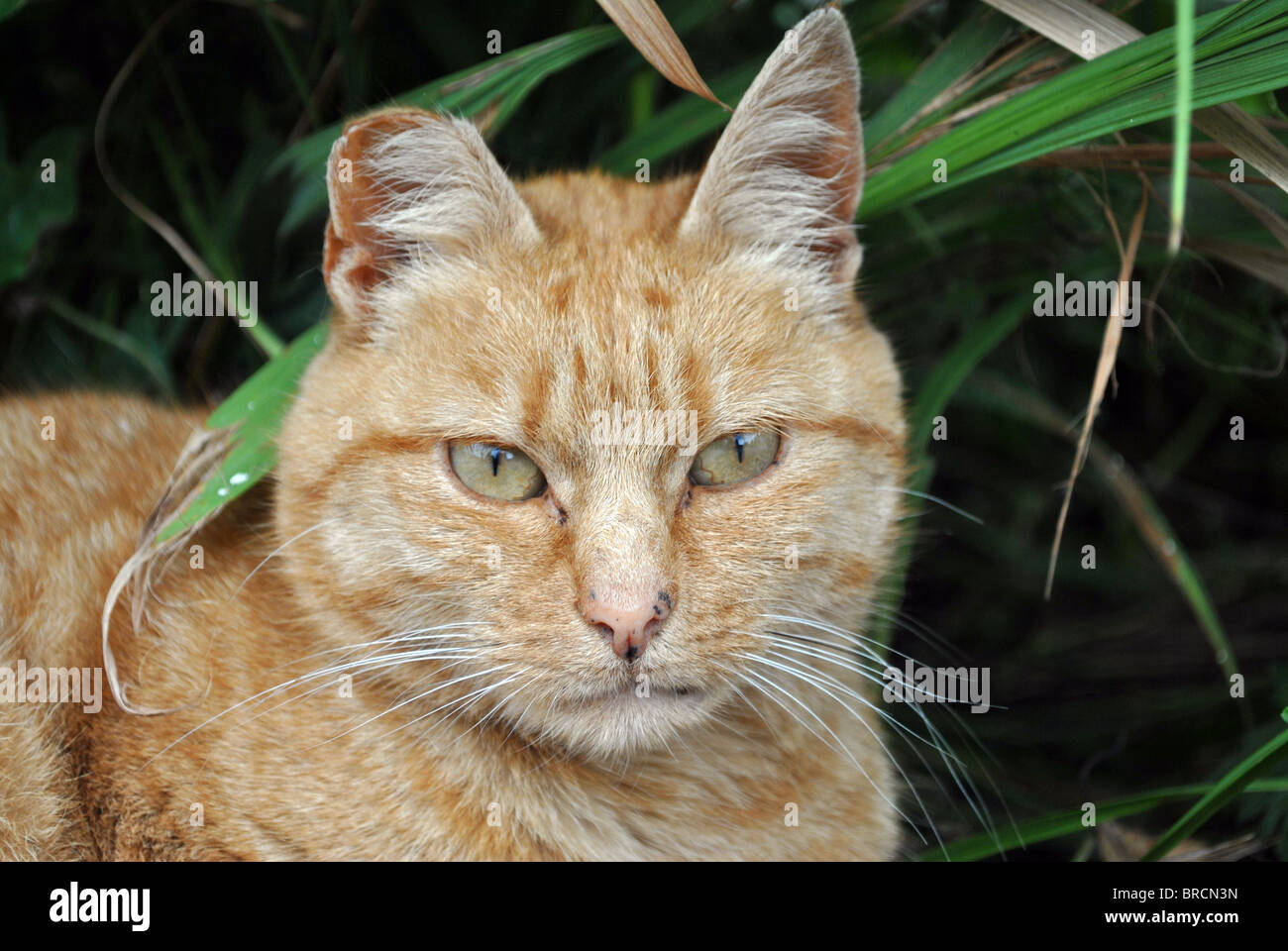 funny little cat with half an ear missing Stock Photo - Alamy