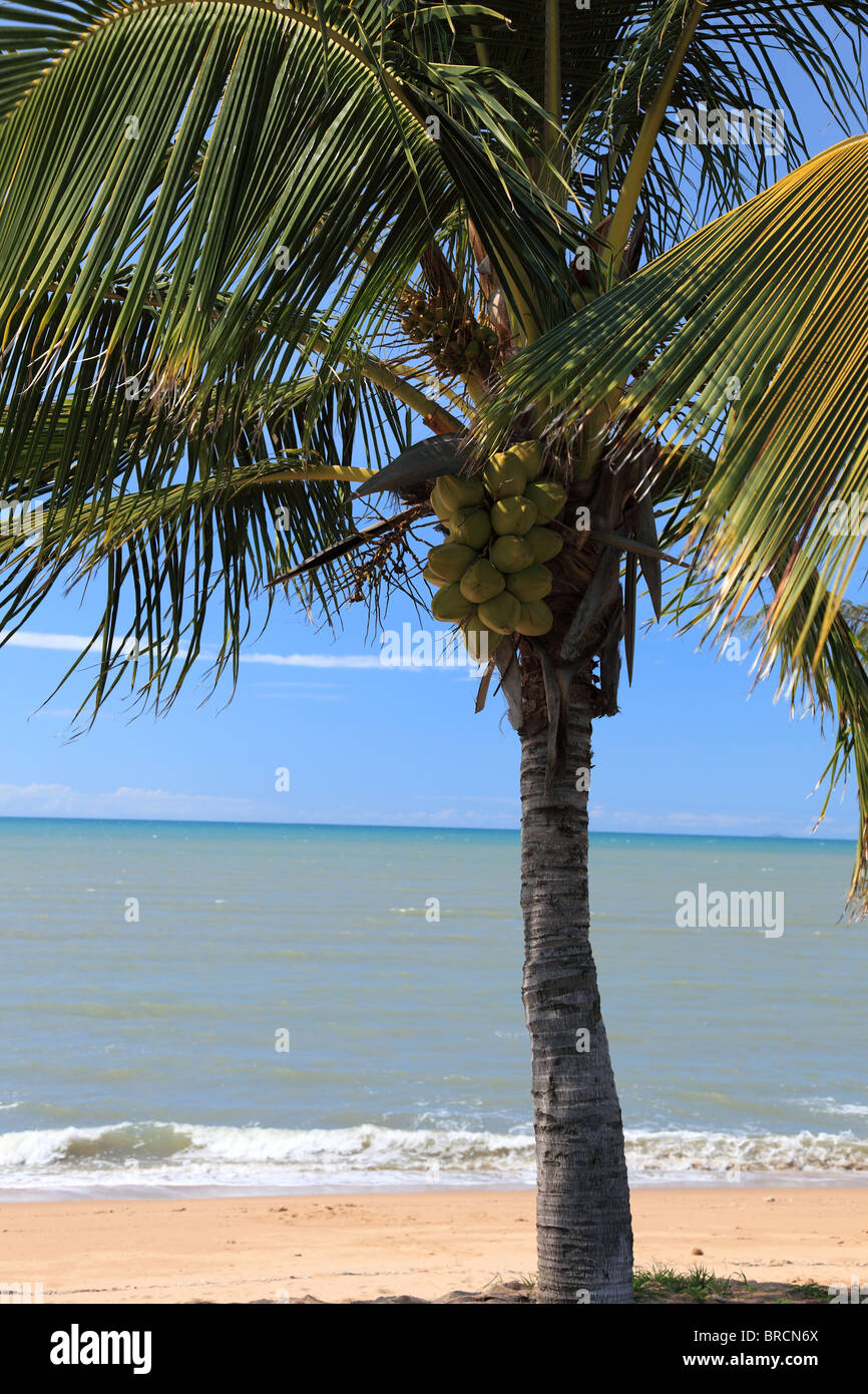 Tropical palm tree nearby the sea Stock Photo - Alamy