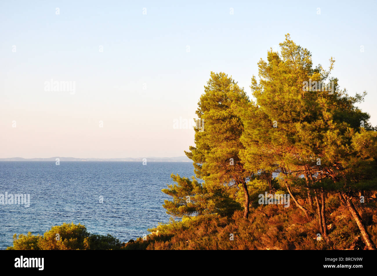 view of sea and pine trees Stock Photo - Alamy