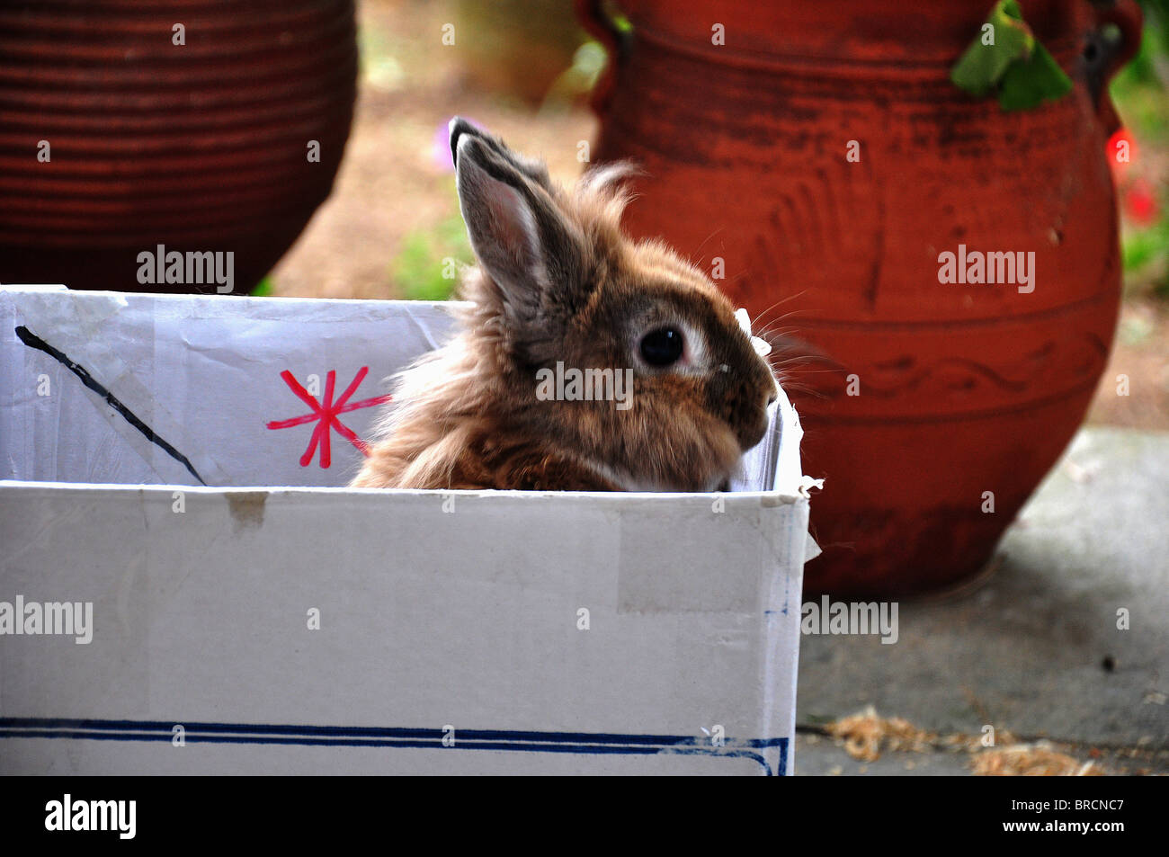 Rabbit box hi-res stock photography and images - Alamy