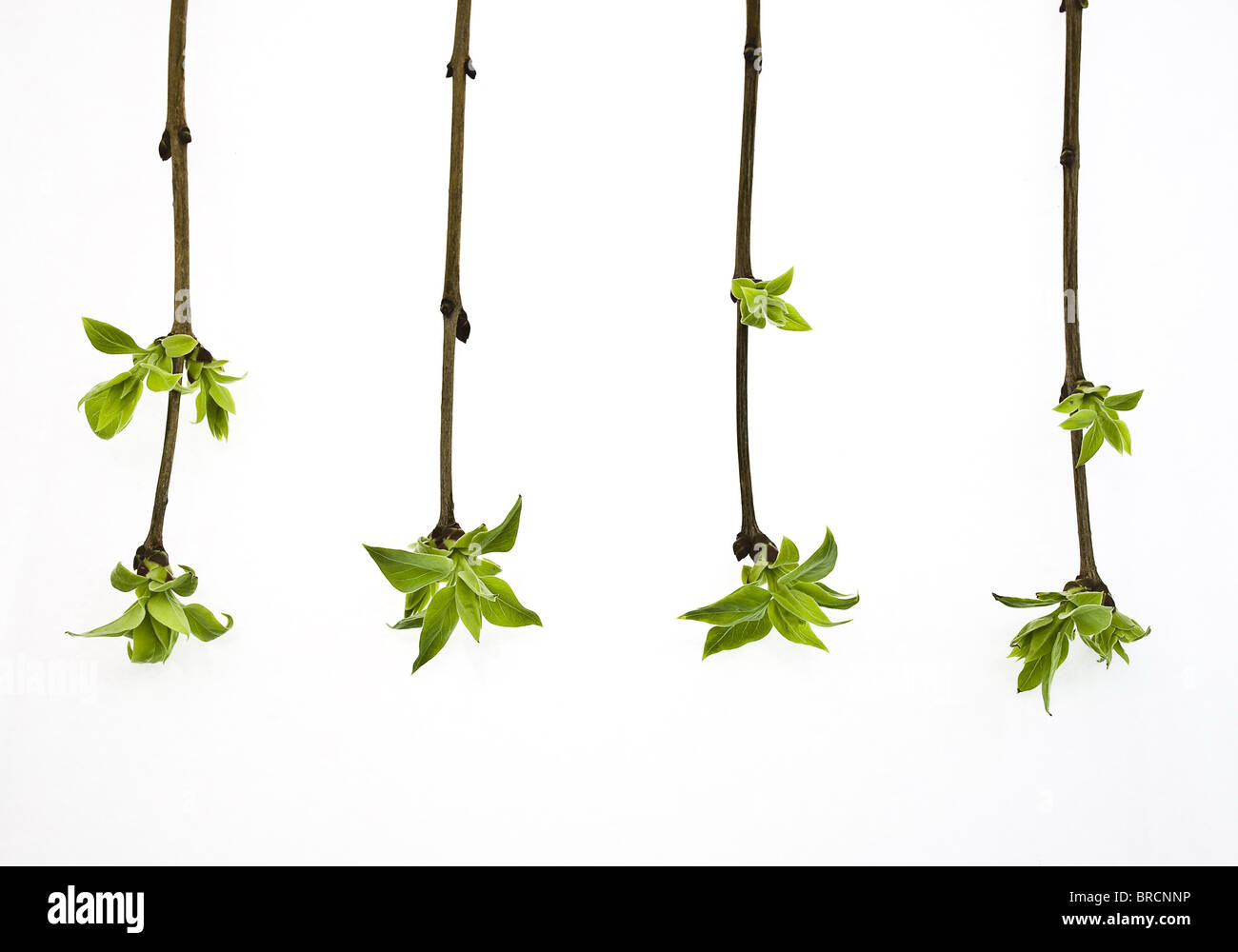 Branches lilac tree with spring buds isolated on white Stock Photo - Alamy