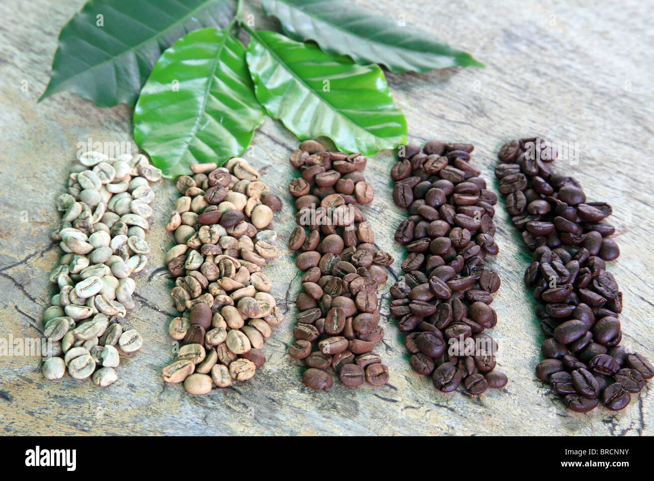 Row of roasted coffee beans in different levels. All on rustic wooden ...