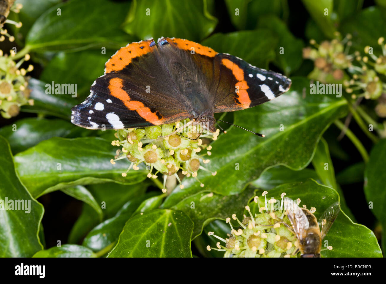 Red Admiral butterfly, Vanessa atalanta, feeding on Ivy flowers in ...