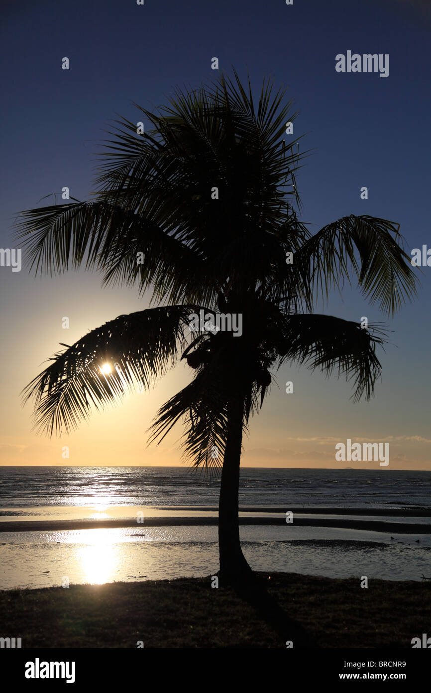 Palm tree in front of tropical sunset Stock Photo - Alamy