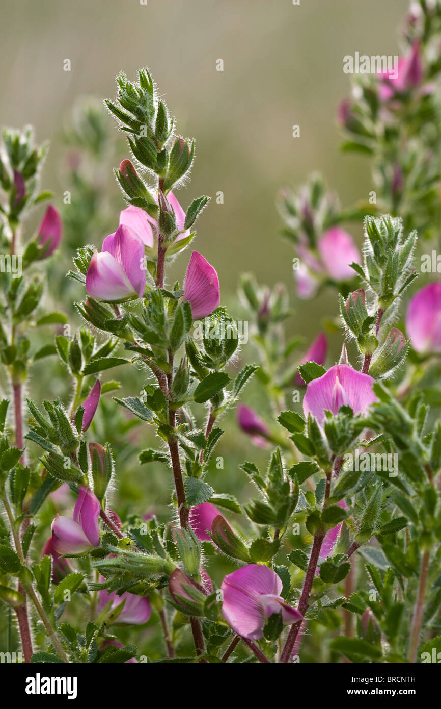 Rest-harrow, Ononis repens Stock Photo - Alamy